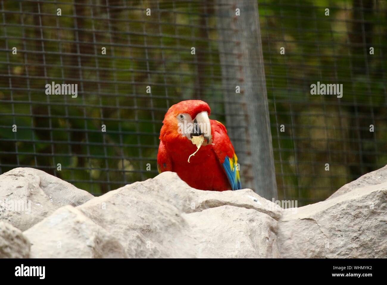 Rock Parrot High Resolution Stock Photography and Images - Alamy