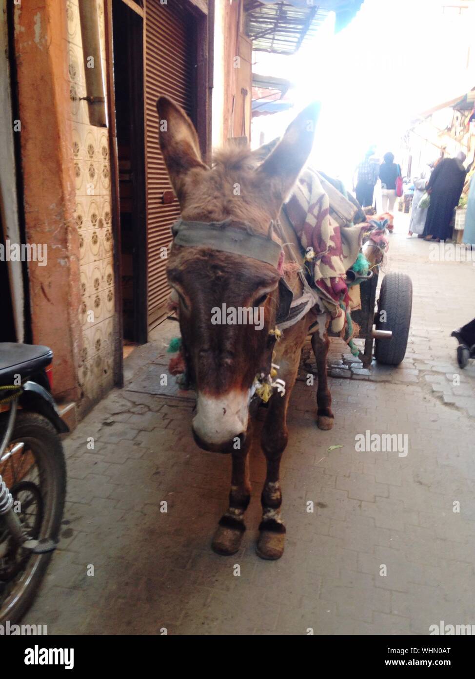 Donkey Cart High Resolution Stock Photography and Images - Alamy