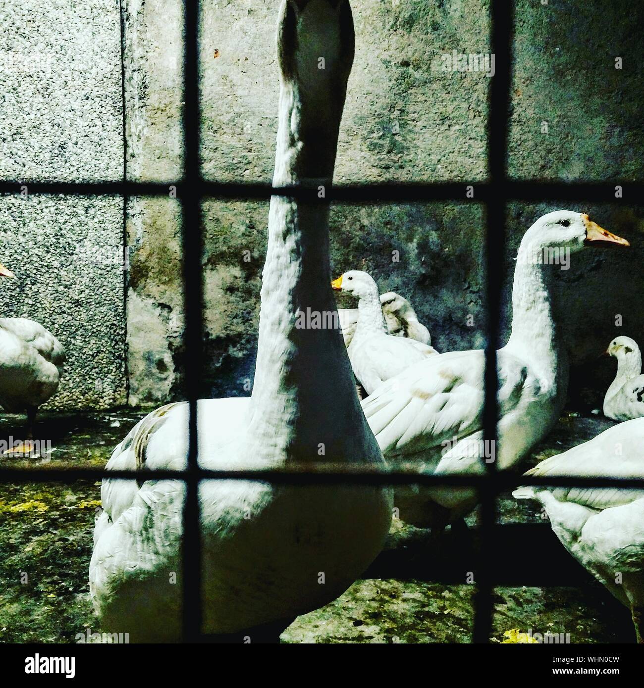 Livestock grate hi-res stock photography and images - Alamy