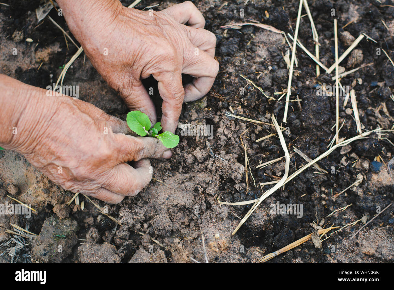 Sapling man hi-res stock photography and images - Alamy