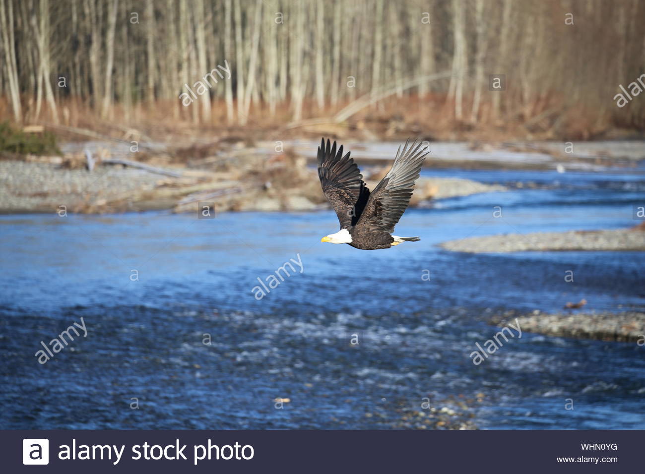 Bald Eagle Flying Over Water Stock Photos & Bald Eagle Flying Over ...