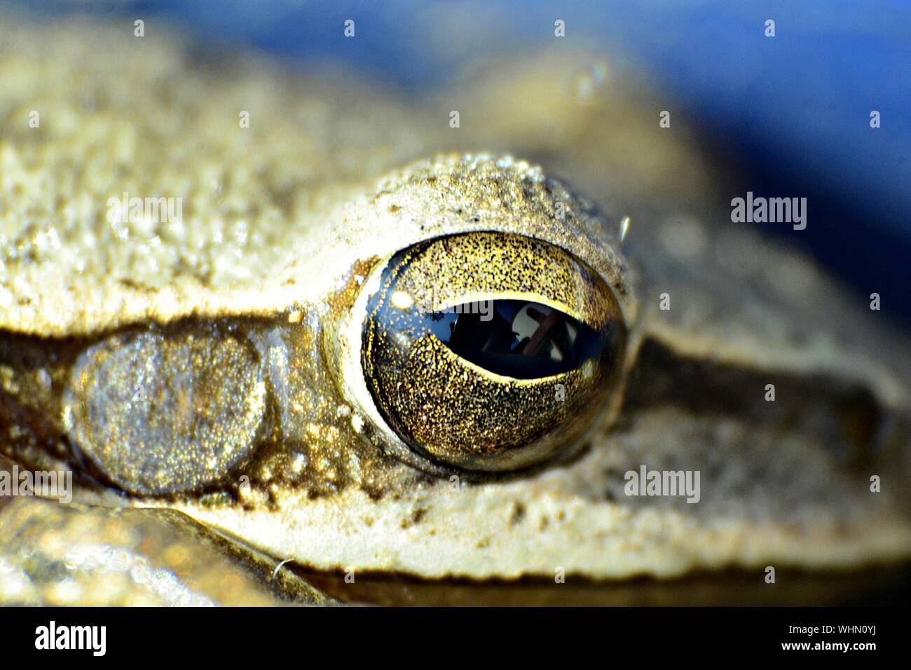 Eye of the frog hi-res stock photography and images - Alamy