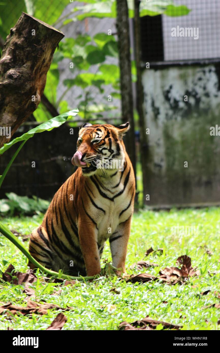 Sitting on tiger hi-res stock photography and images - Alamy