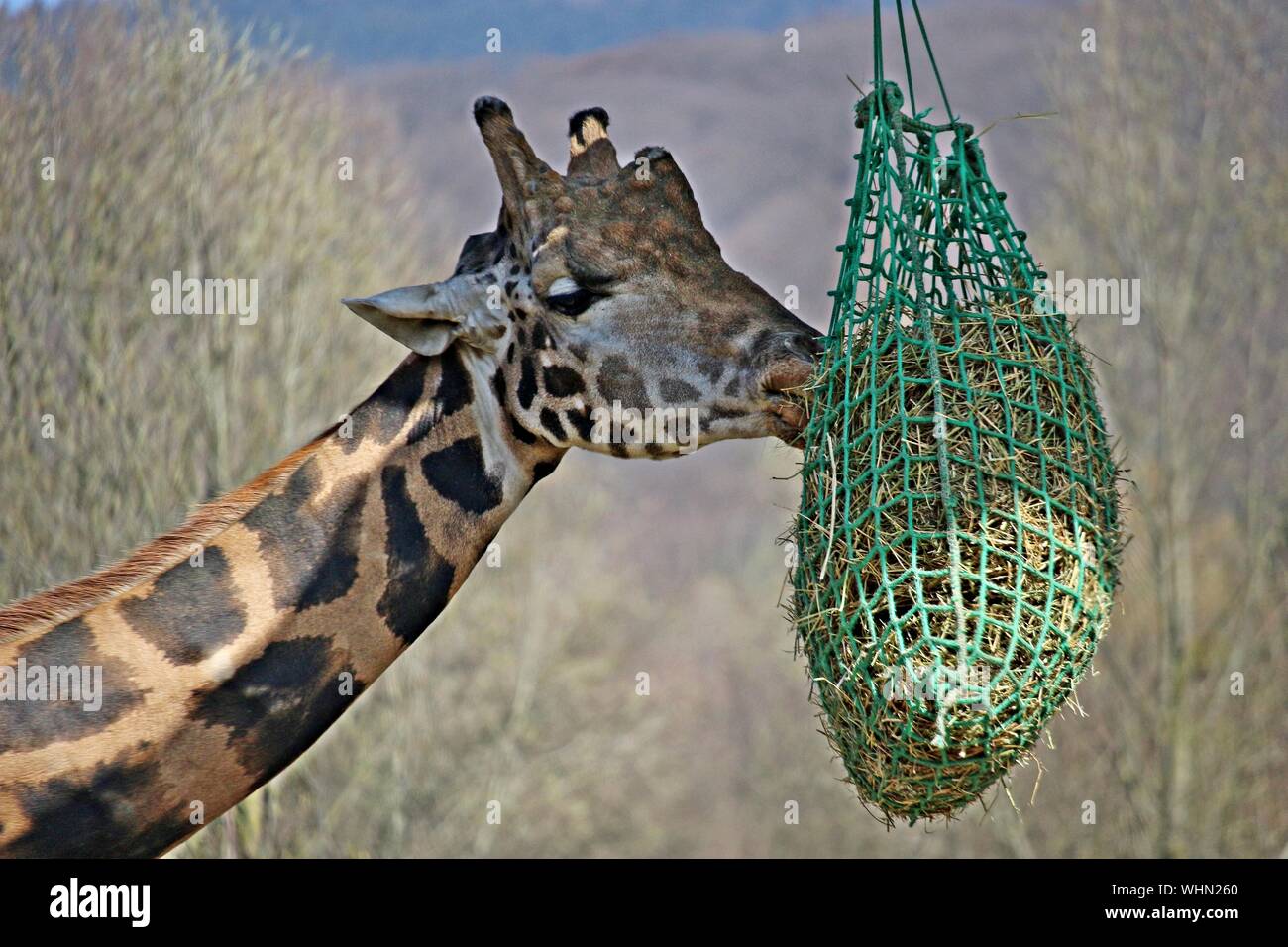 Giraffe eating hay hi-res stock photography and images - Alamy