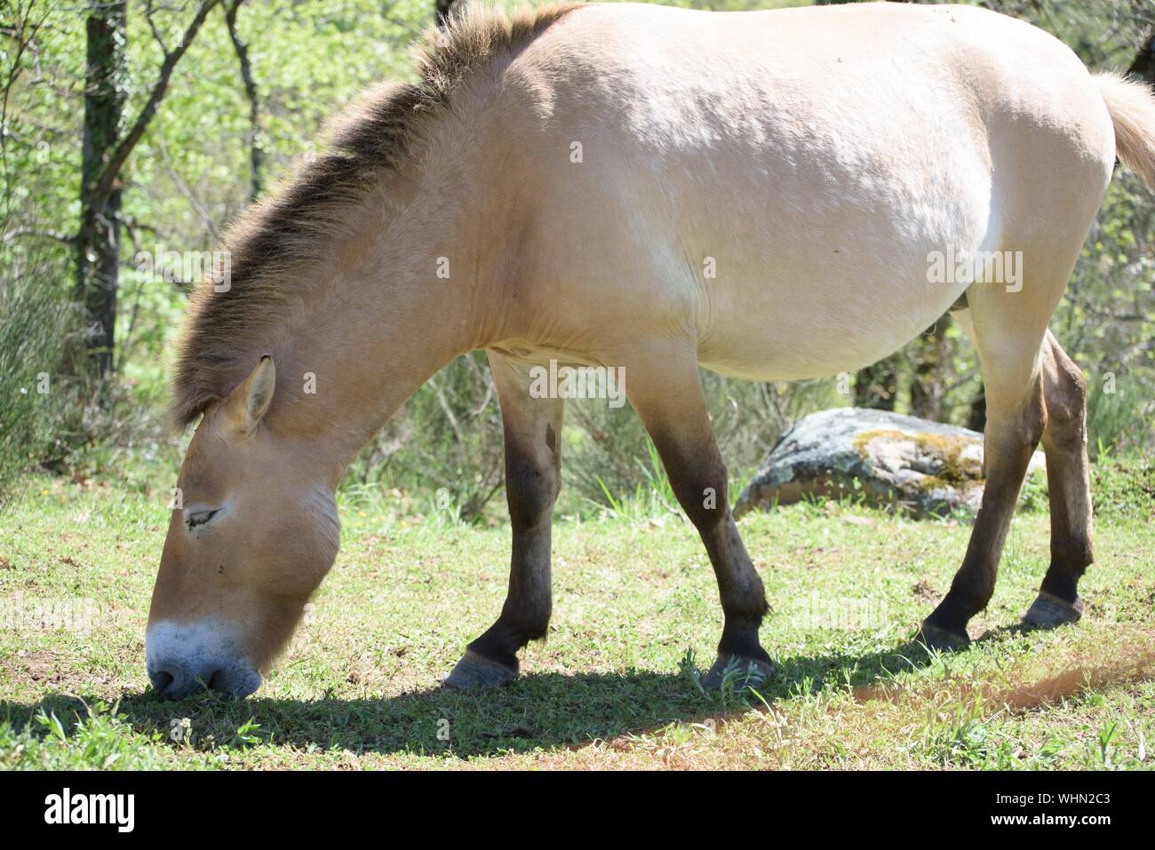 Donkey tail animal hi-res stock photography and images - Alamy