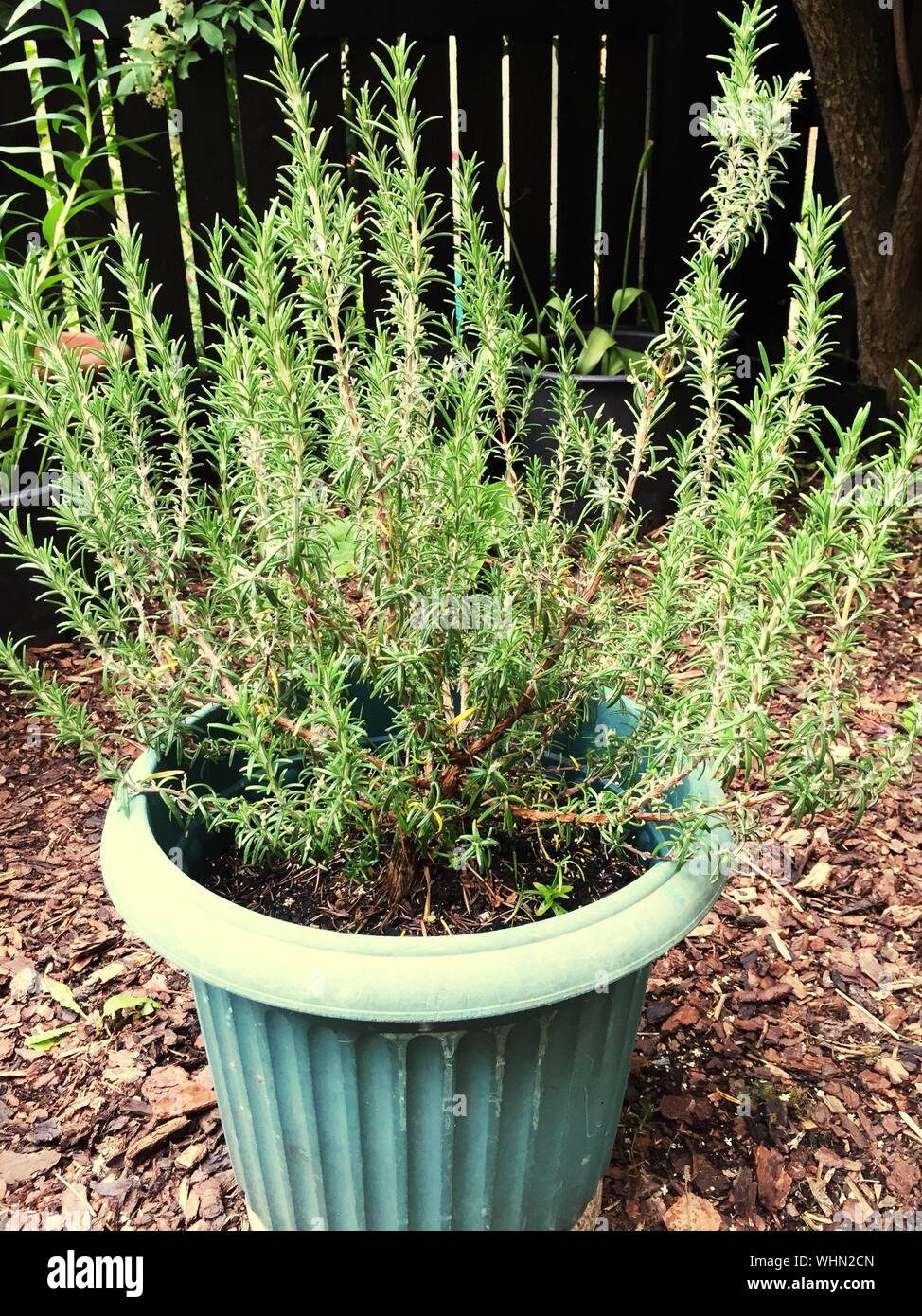 Rosemary flower hi-res stock photography and images - Alamy