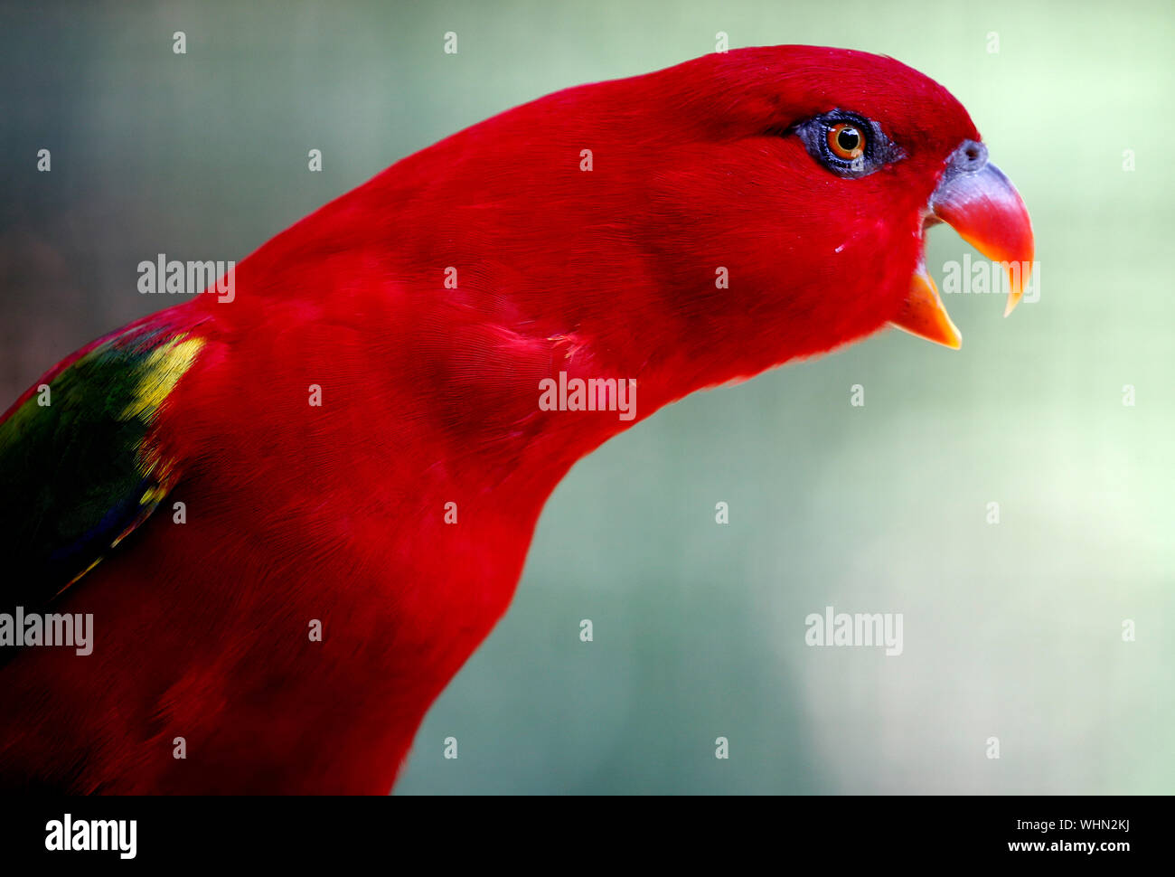 Parrot open mouth hi-res stock photography and images - Alamy