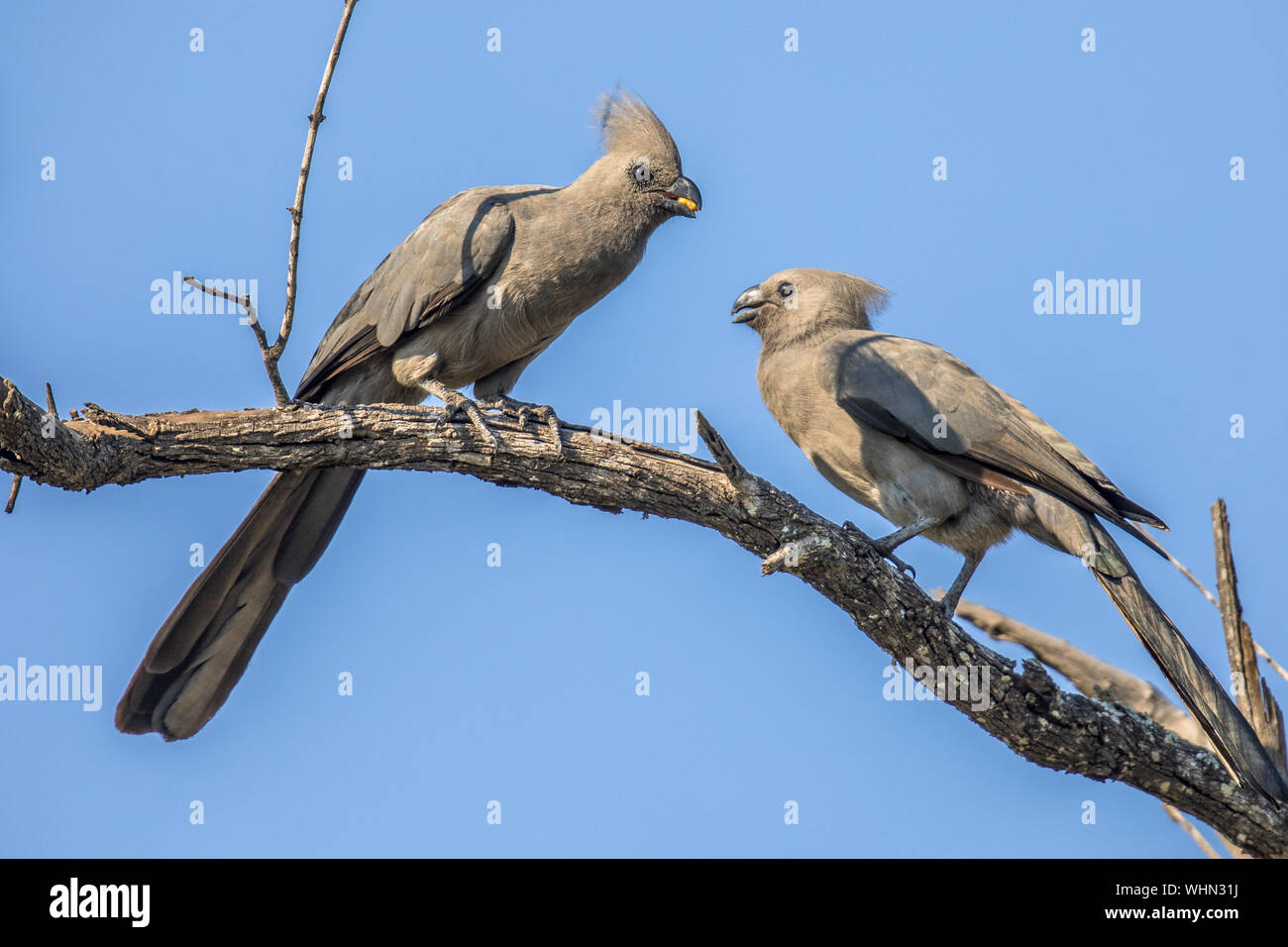 Lourie bird hi-res stock photography and images - Alamy
