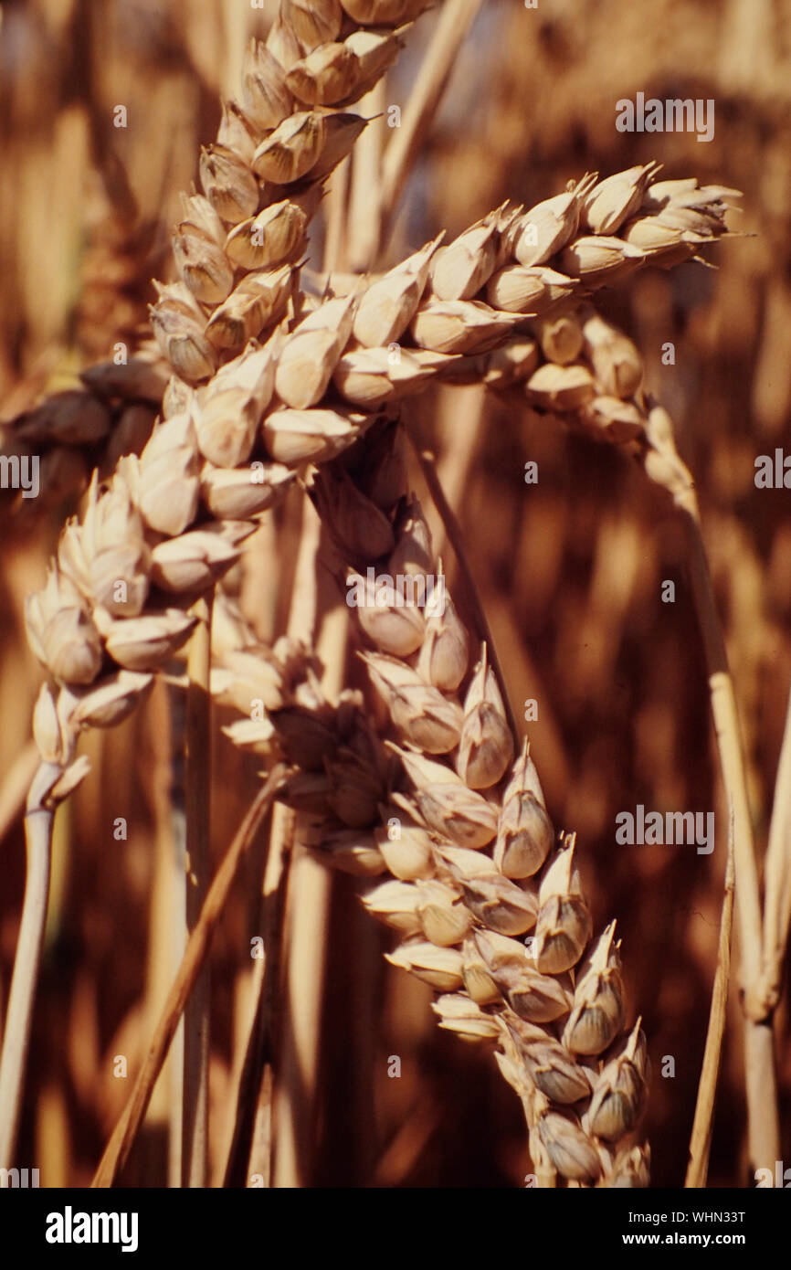 Wheat plantation hi-res stock photography and images - Alamy