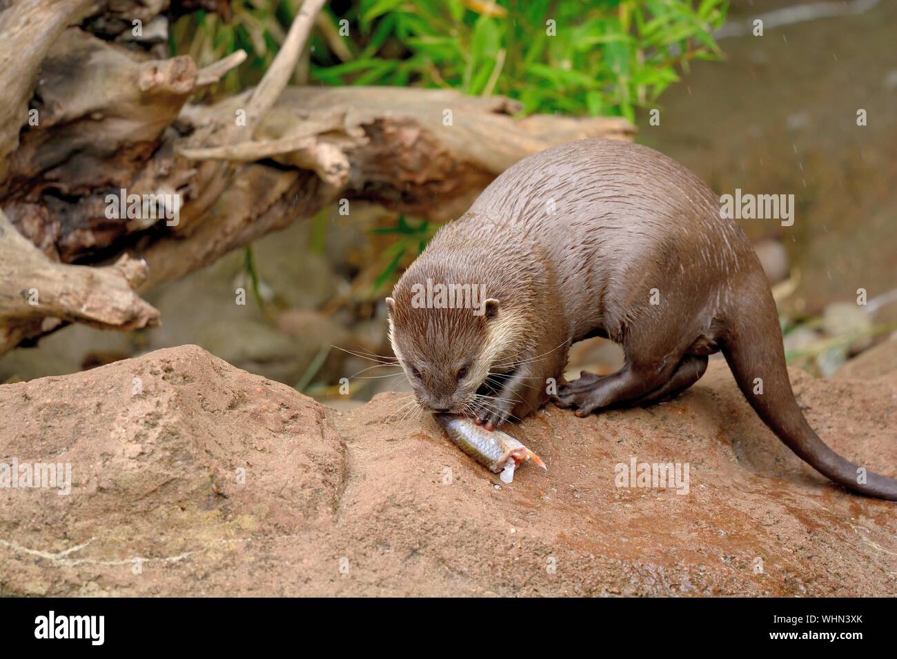 Eating fish otter hi-res stock photography and images - Alamy