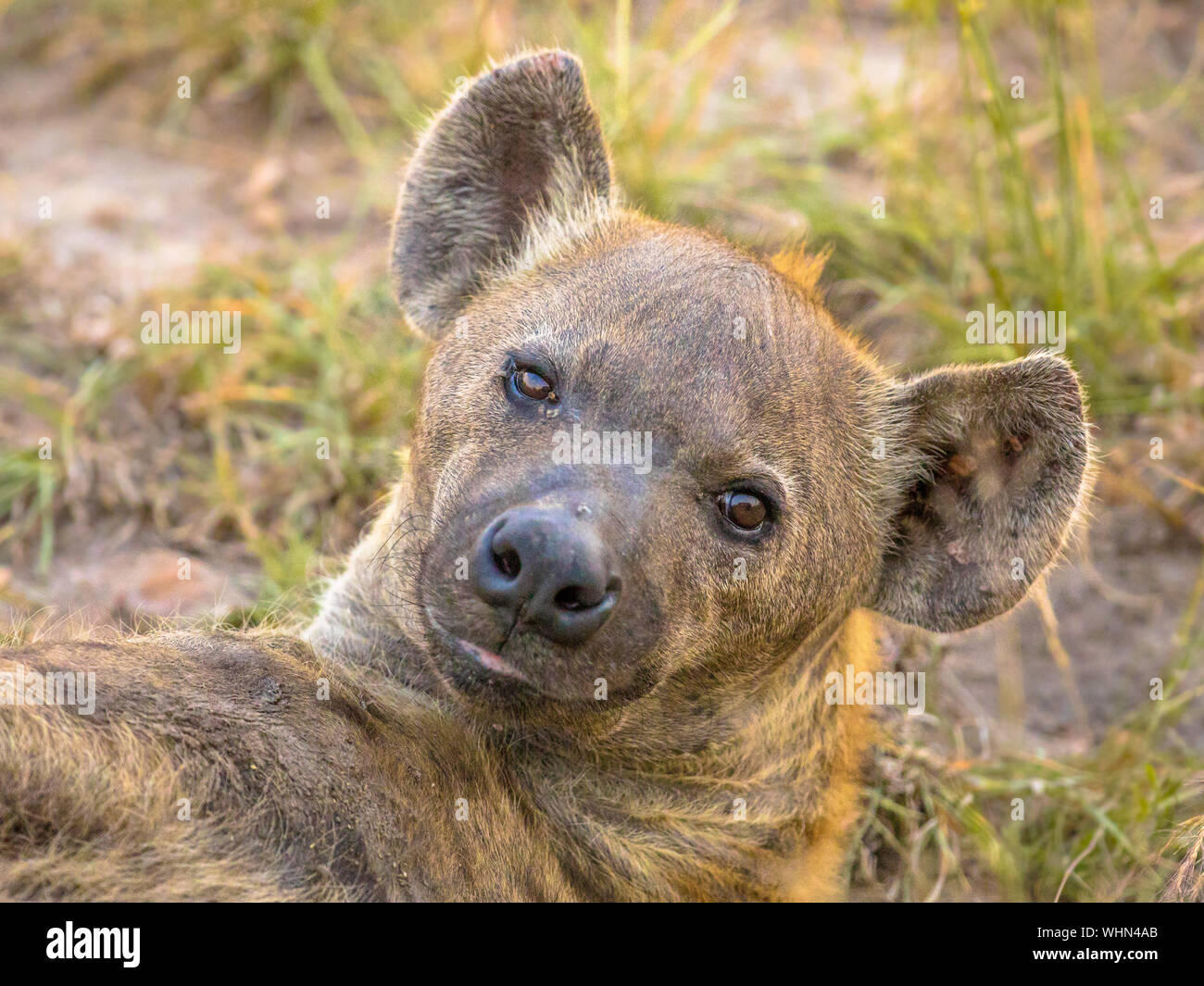 Spotted hyena (Crocuta crocuta) scavenger portrait on green grass ...