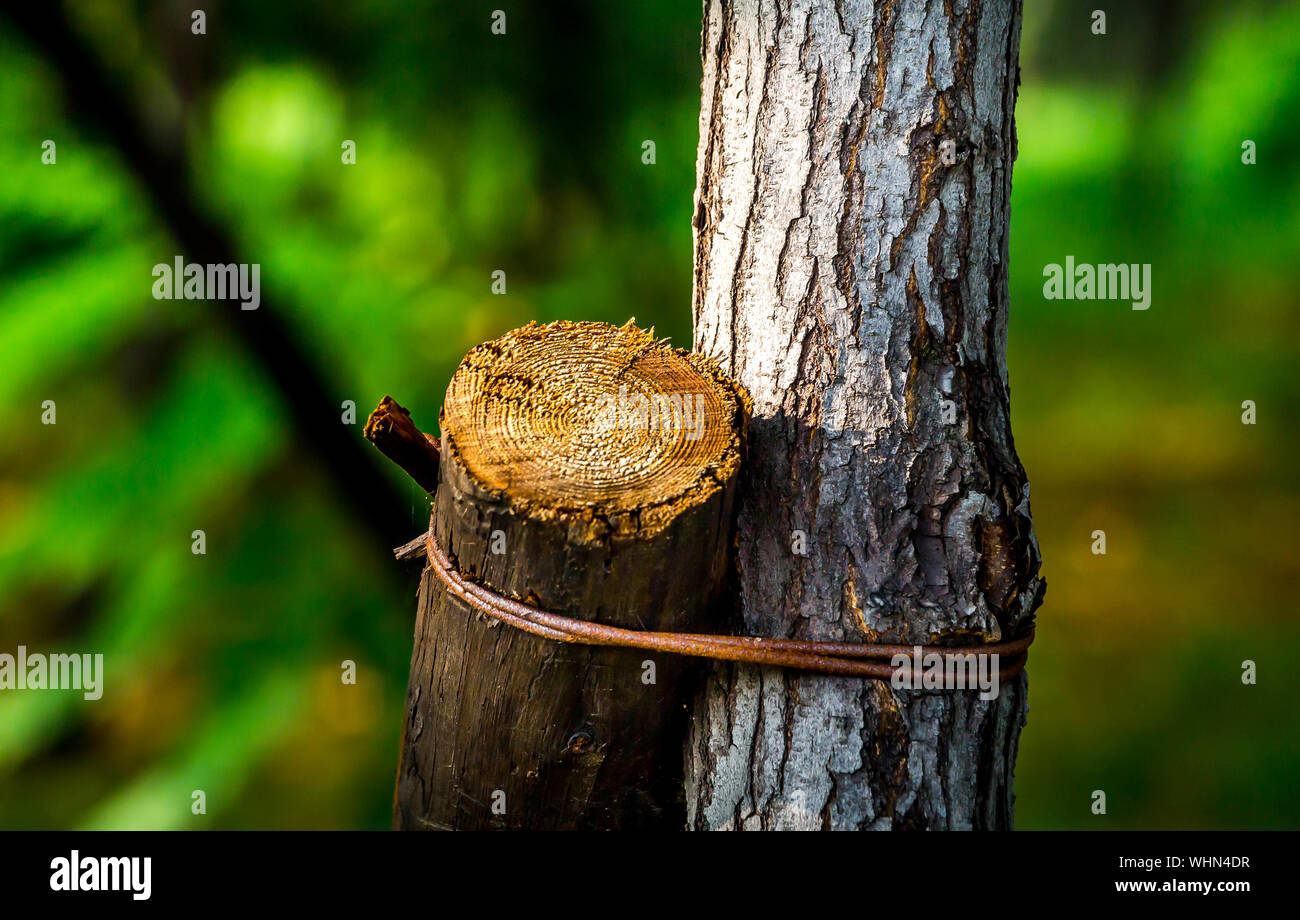 Curled wire hi-res stock photography and images - Alamy