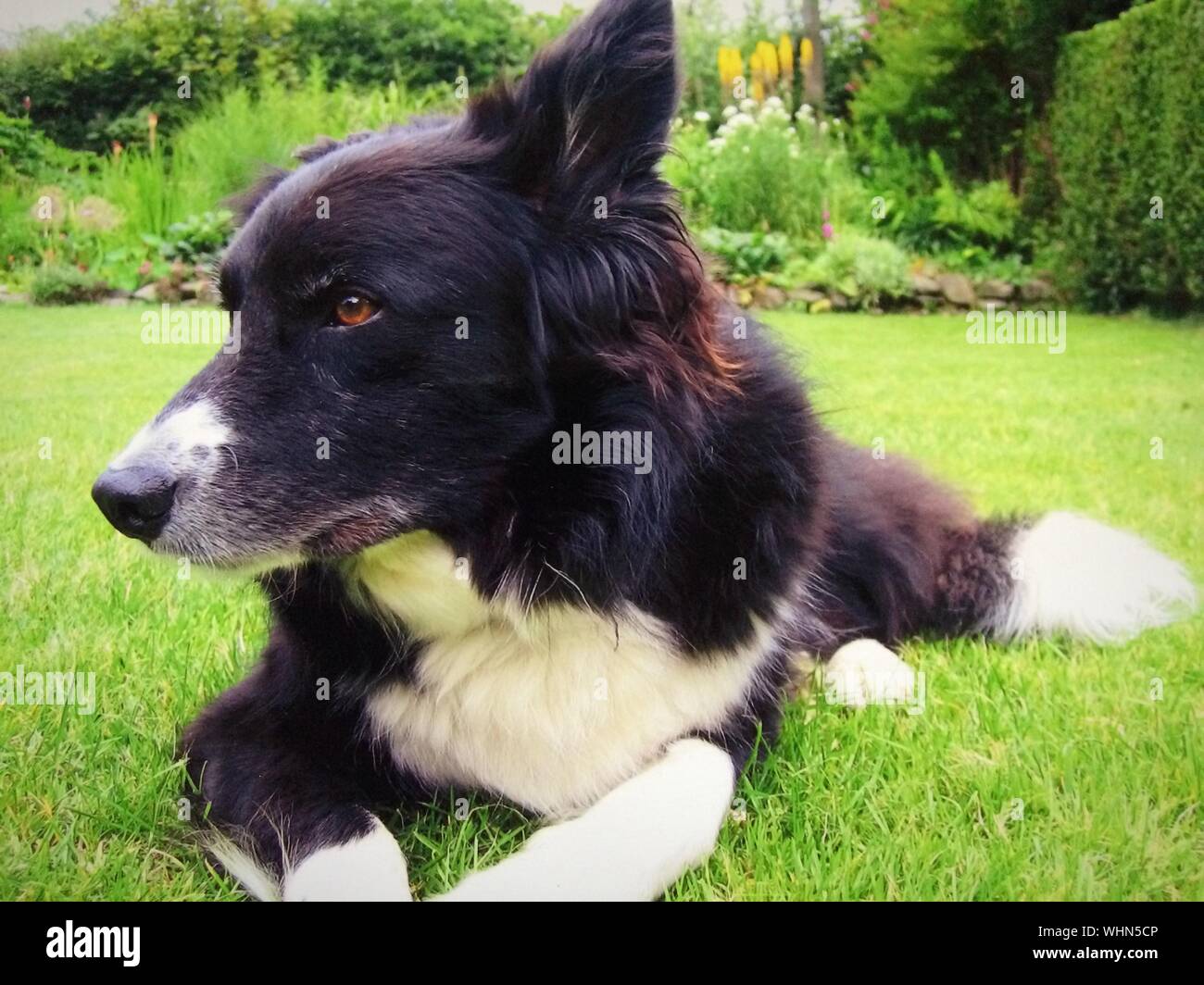 Border collie back hi-res stock photography and images - Alamy