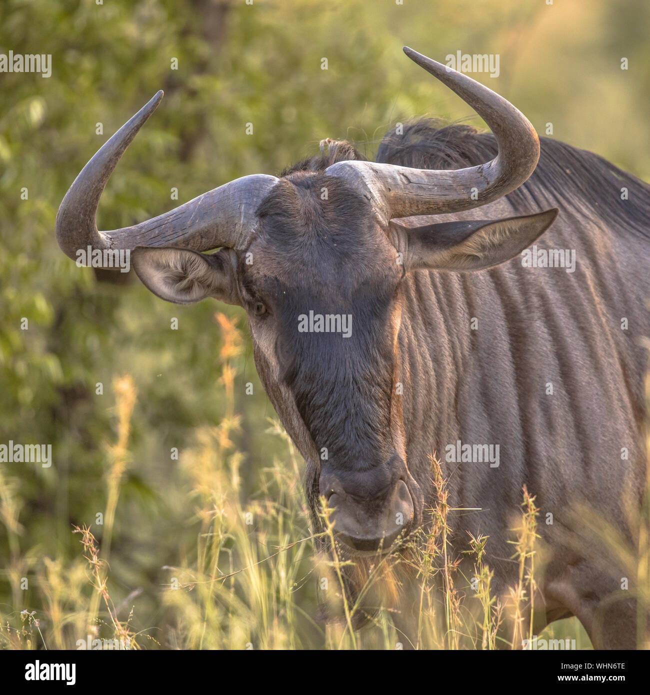 Blue wildebeest eating grass hi-res stock photography and images - Alamy