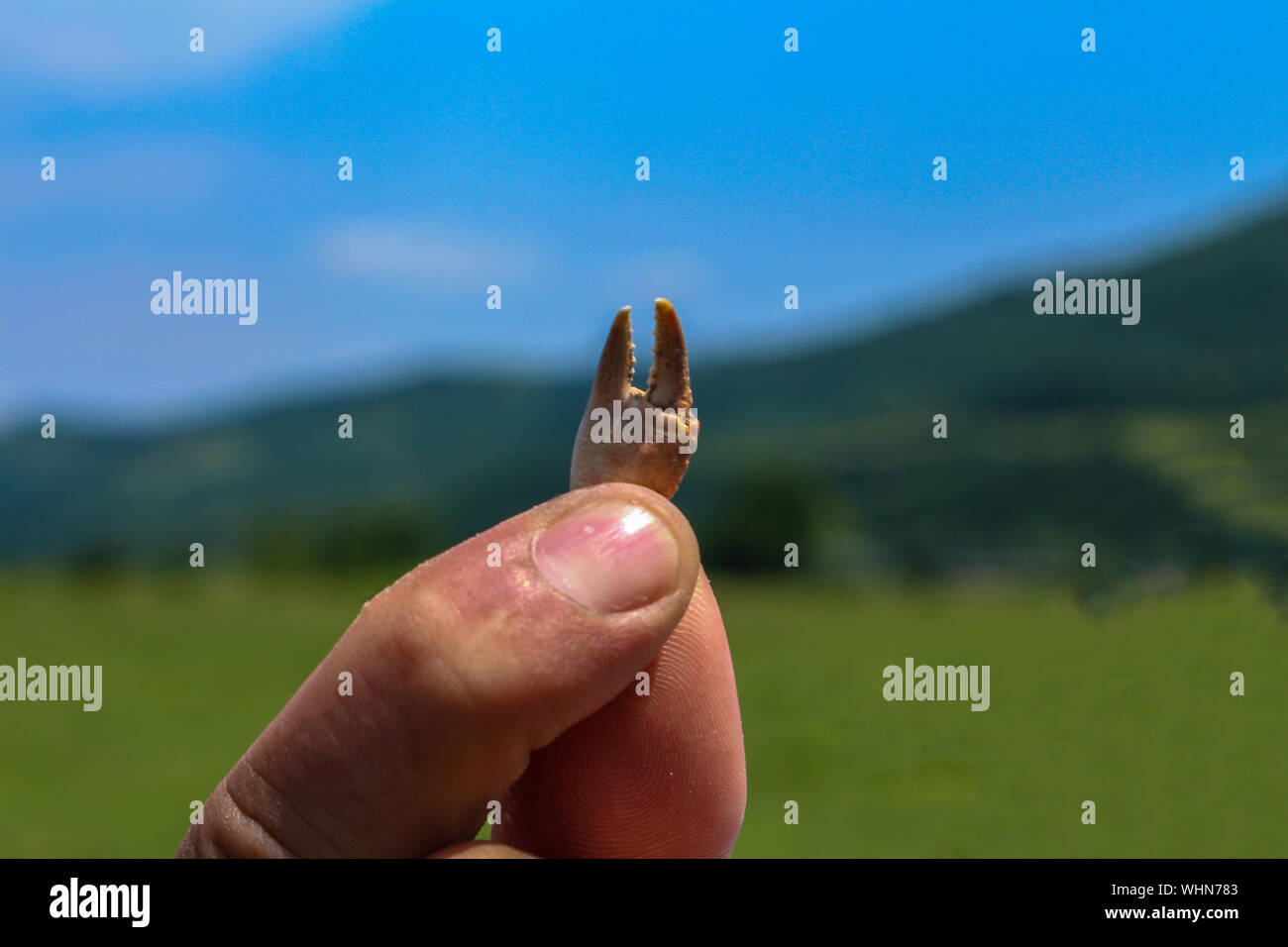 Claw hand hi-res stock photography and images - Alamy