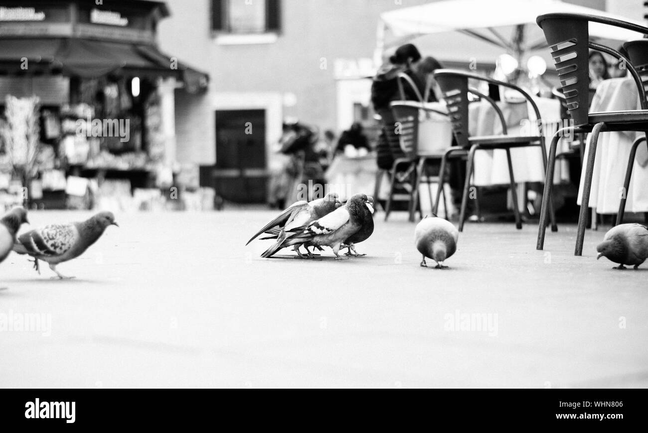 Rome Pigeons High Resolution Stock Photography and Images - Alamy