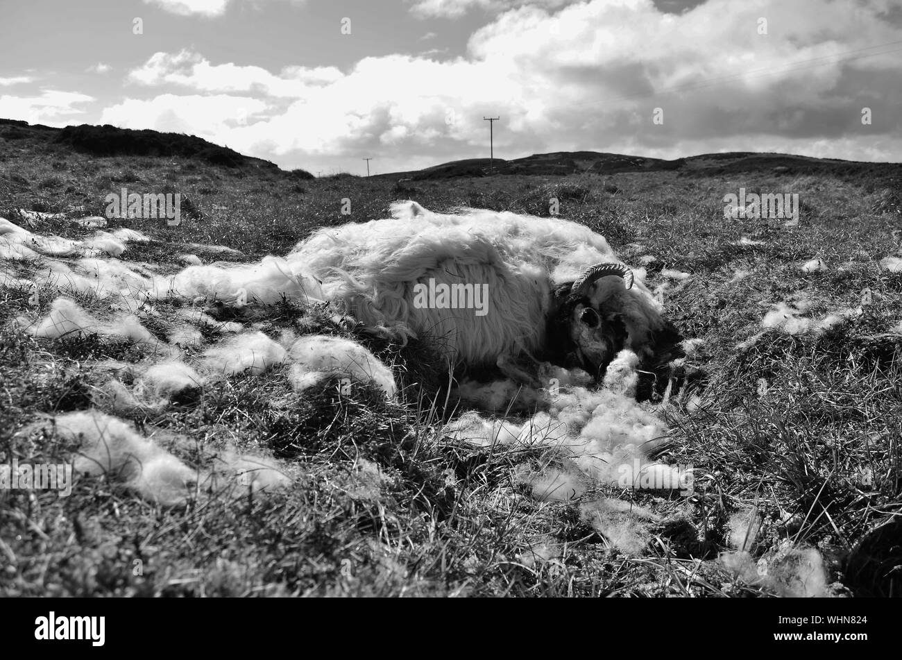 Body Of Dead Sheep High Resolution Stock Photography and Images - Alamy