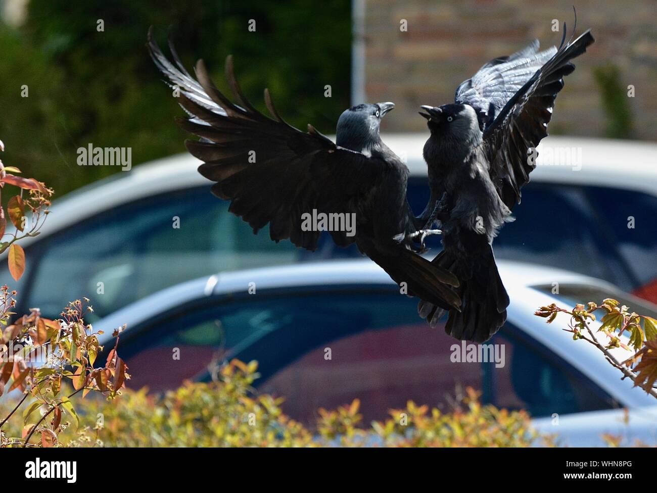 Two ravens flying hi-res stock photography and images - Alamy