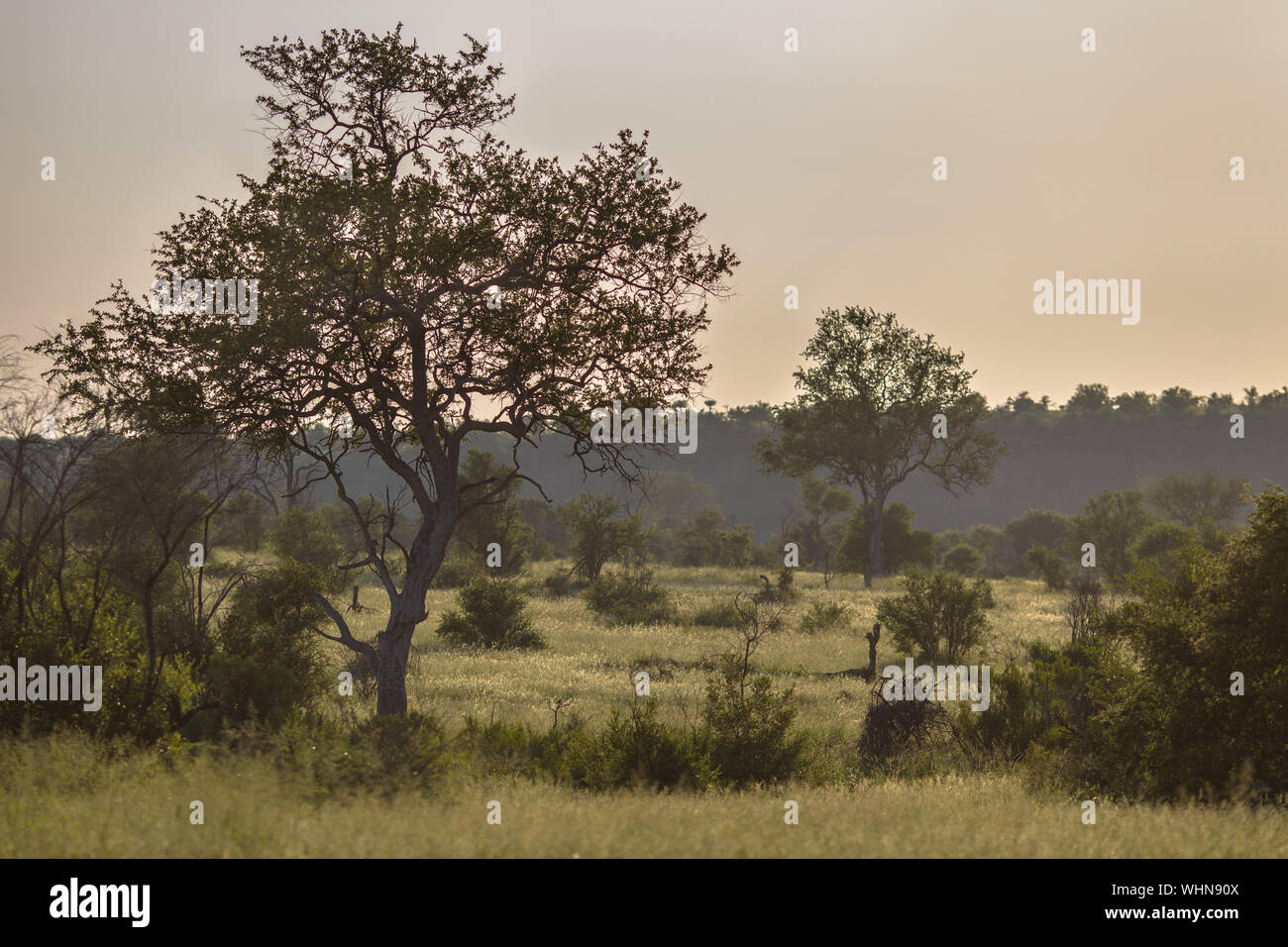 Savanna landscape with trees bushes and grass in early morning in ...