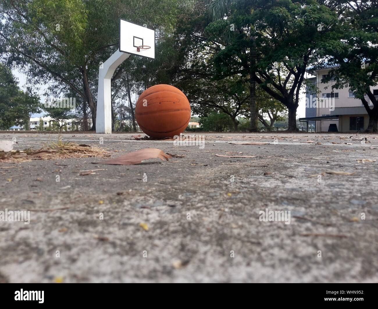 Basketball court tree hi-res stock photography and images - Alamy