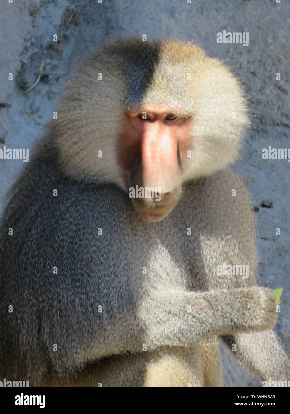 Monkey in the sun hi-res stock photography and images - Alamy