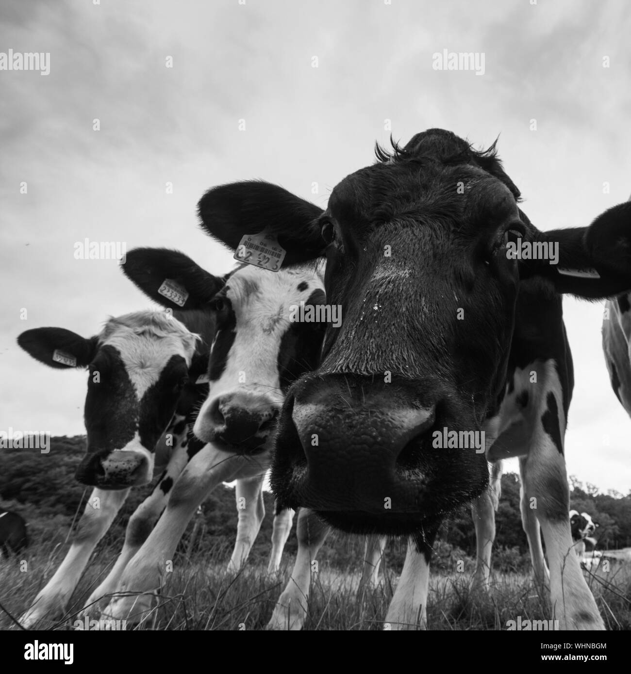 Cows looking at camera Black and White Stock Photos & Images - Alamy