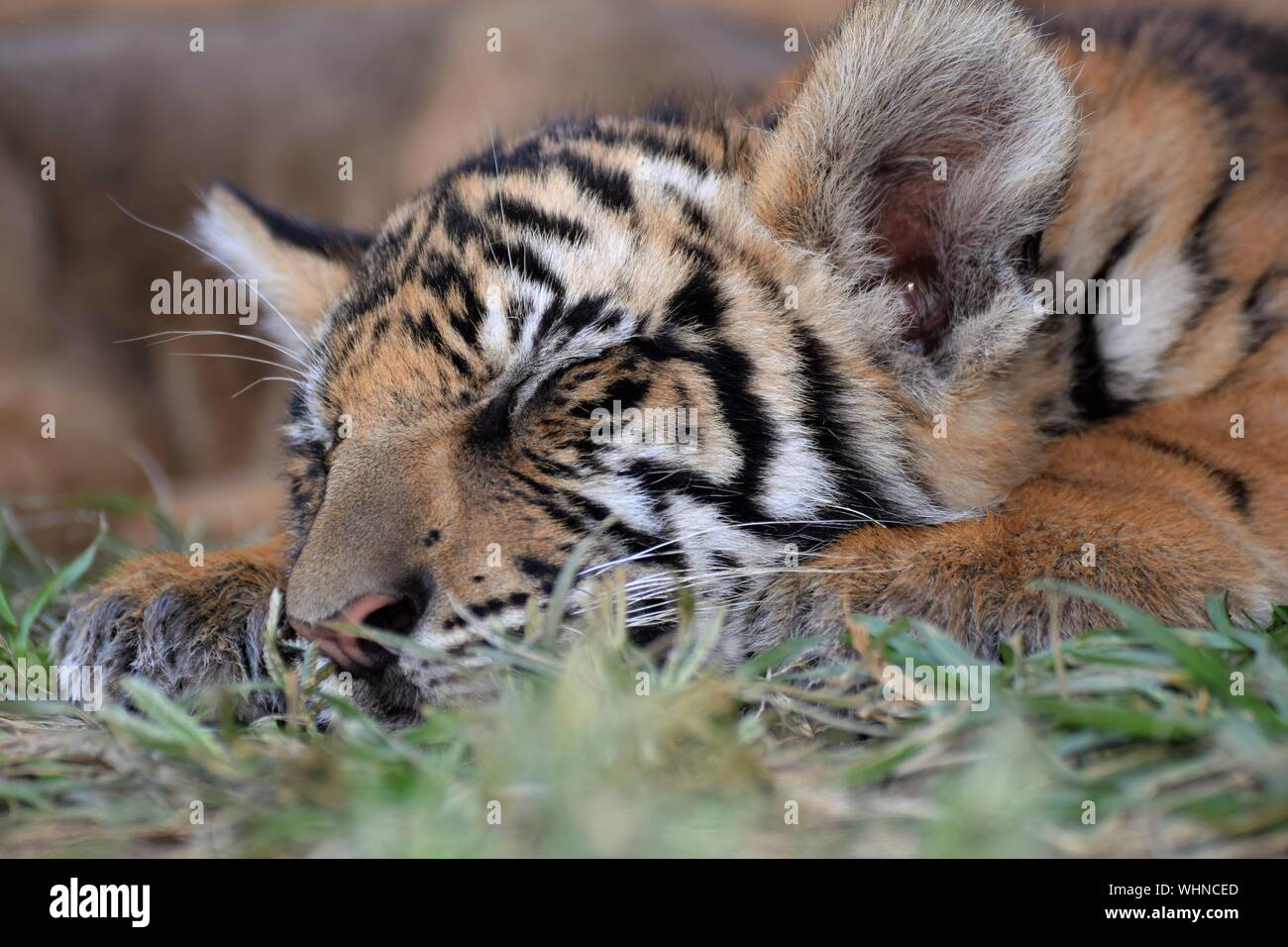 Sleeping tiger cub hi-res stock photography and images - Alamy