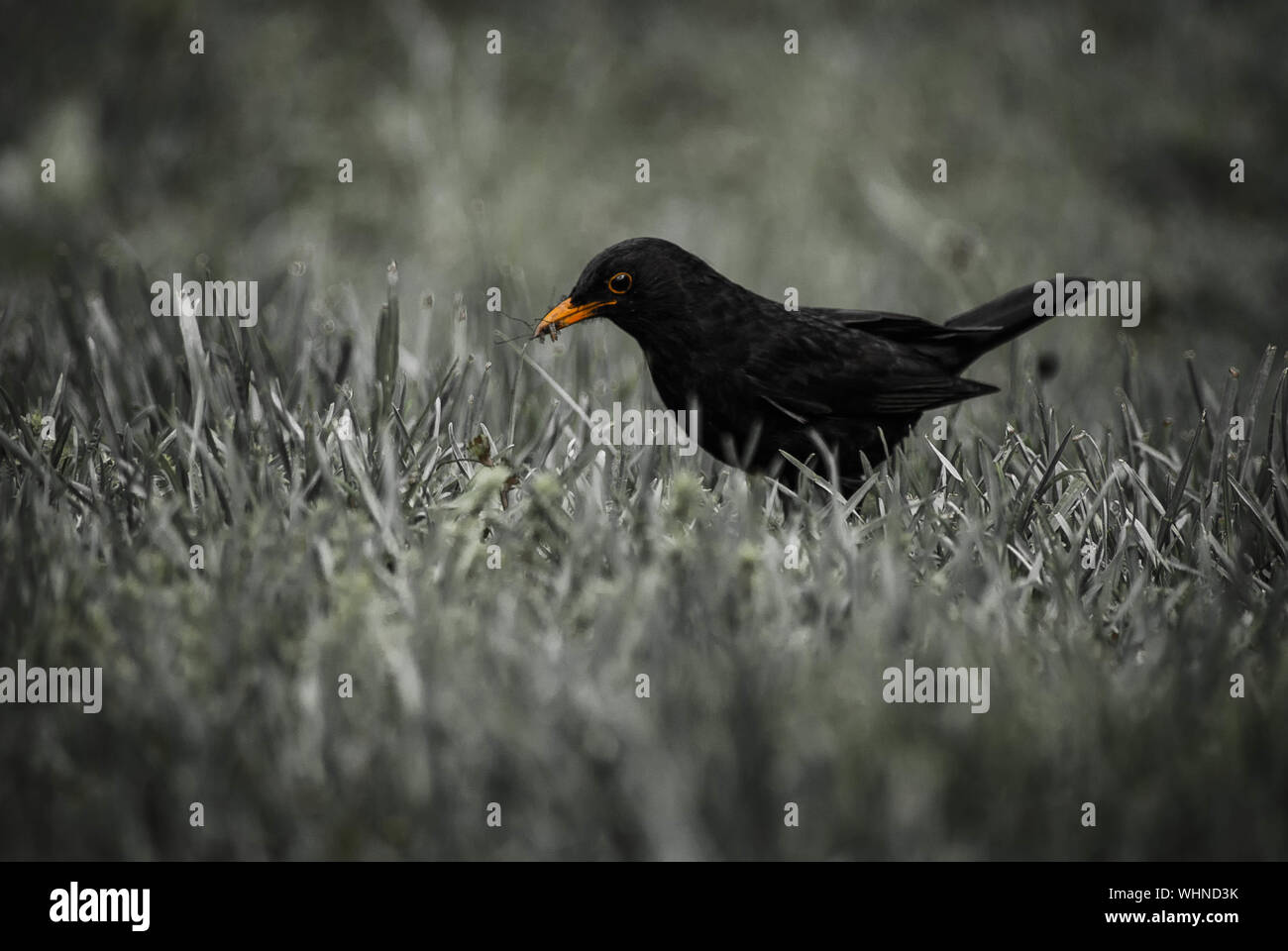 Grassy Ledge High Resolution Stock Photography and Images - Alamy
