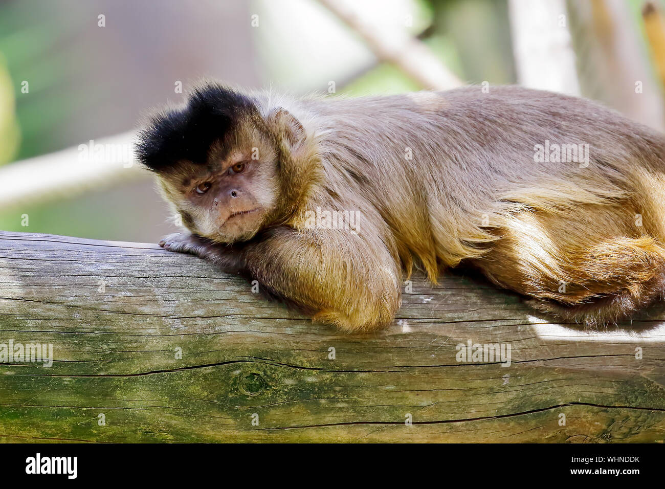 Monkey lying on tree hi-res stock photography and images - Alamy