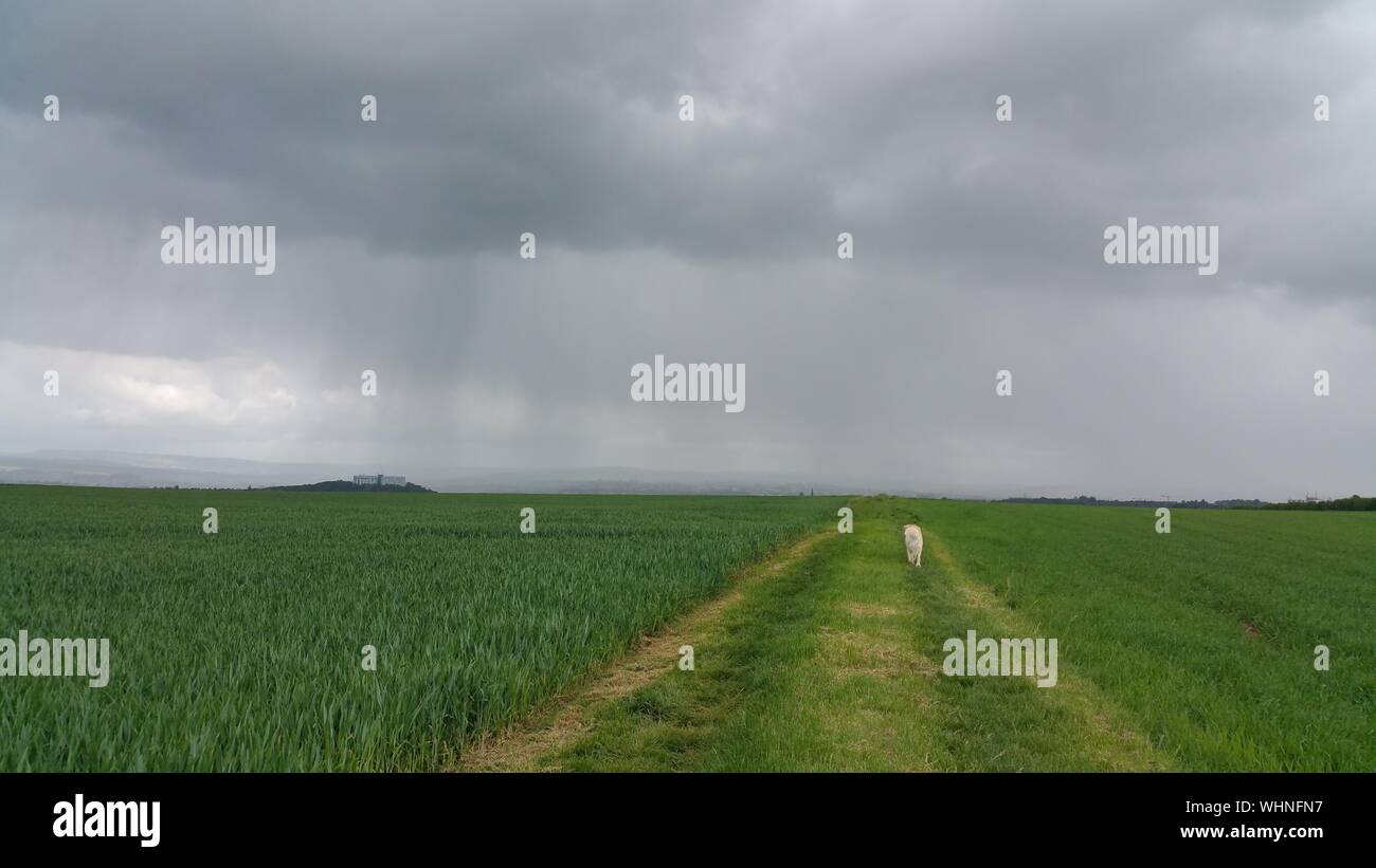 Vast grass field hi-res stock photography and images - Alamy