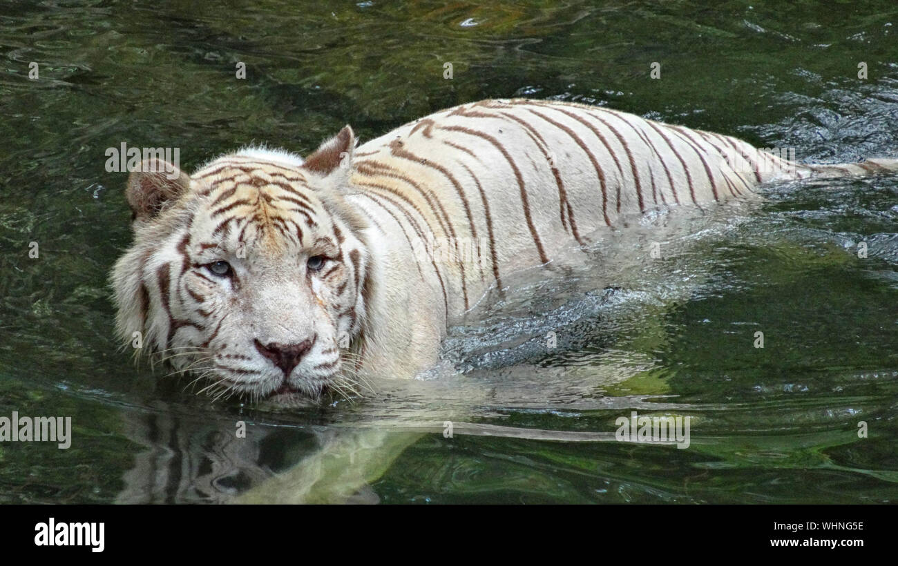 White tiger water hi-res stock photography and images - Alamy