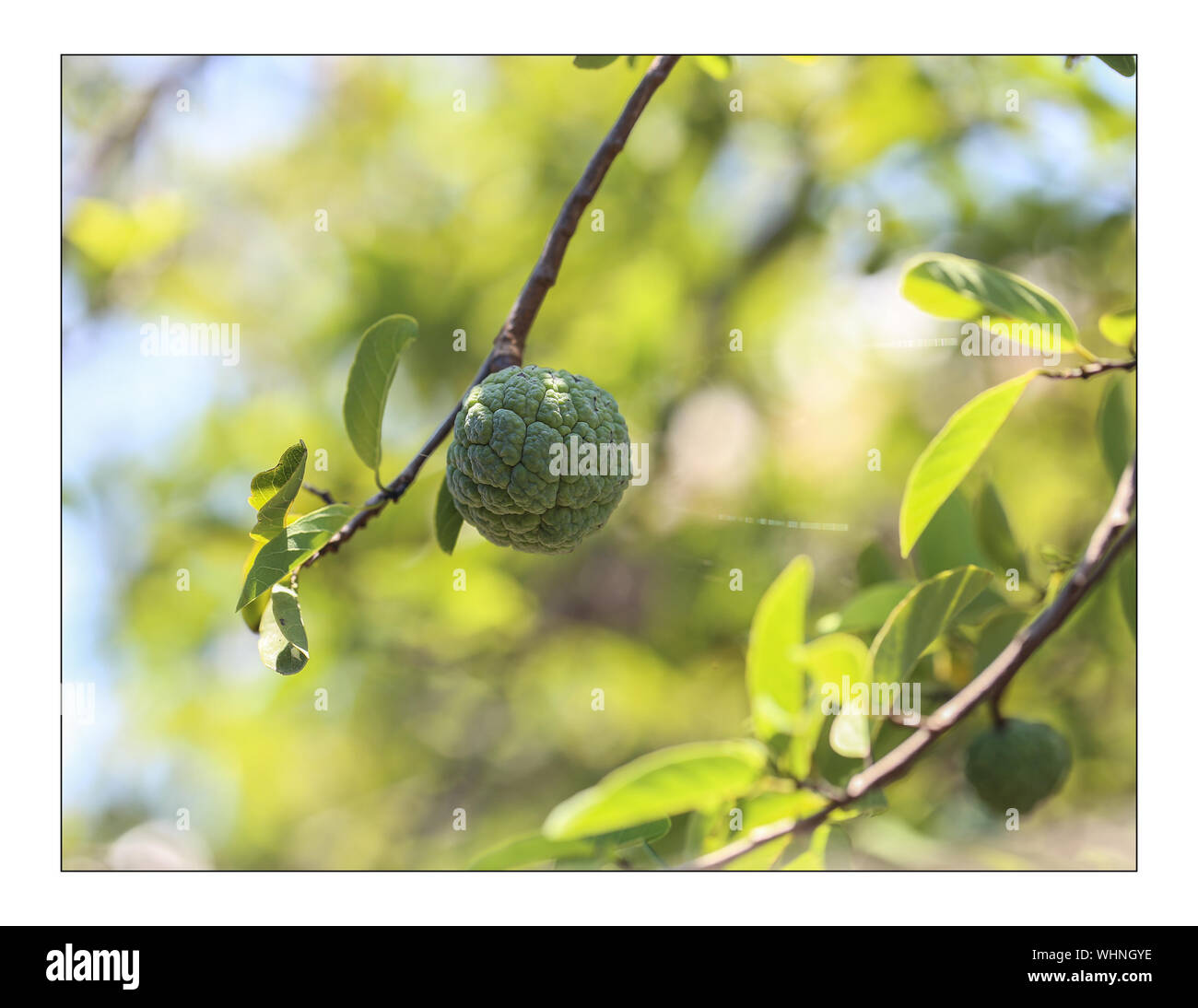 Sugar tree hi-res stock photography and images - Alamy