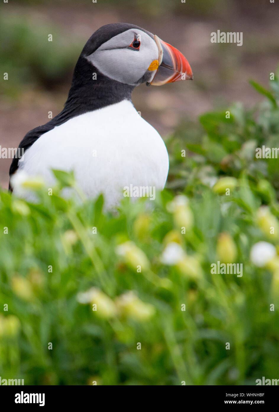 Puffing High Resolution Stock Photography and Images - Alamy