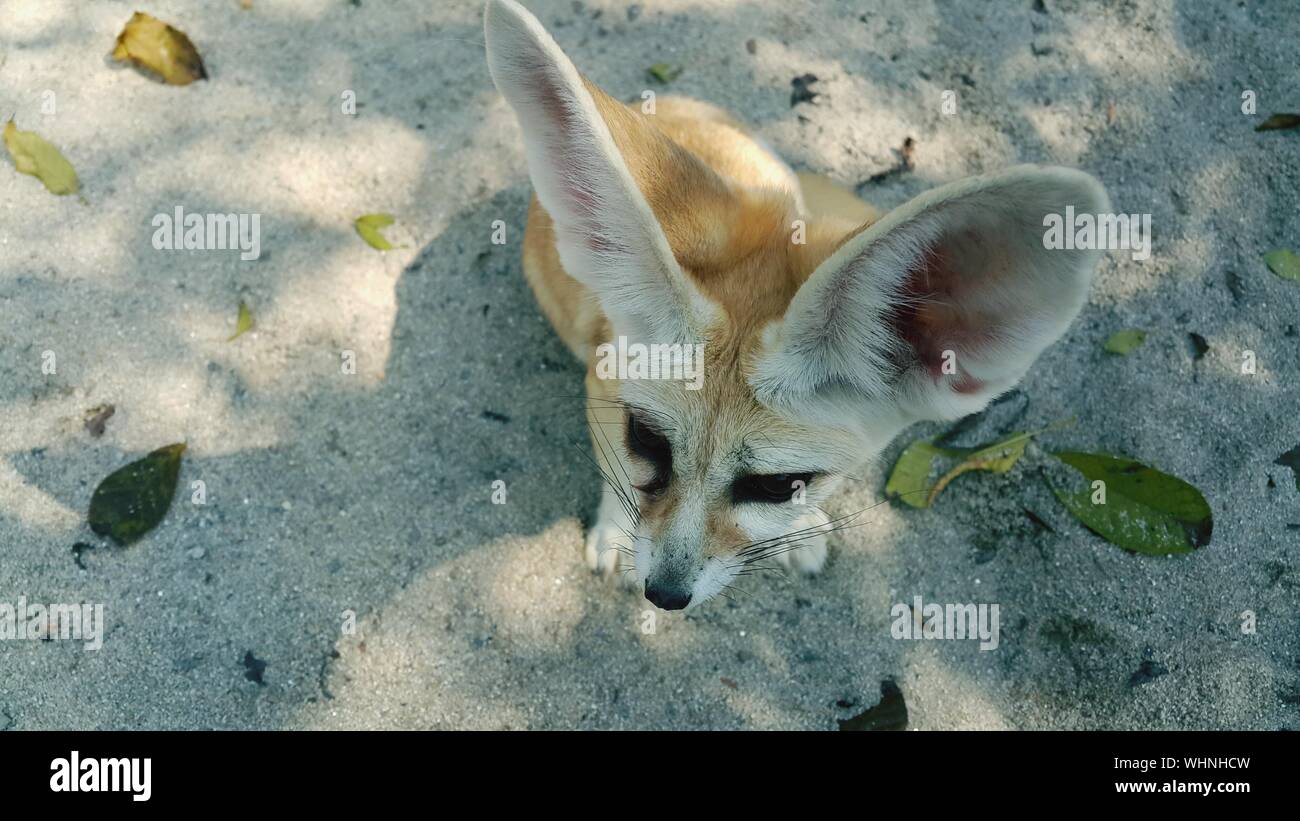 One fennec fox hi-res stock photography and images - Alamy