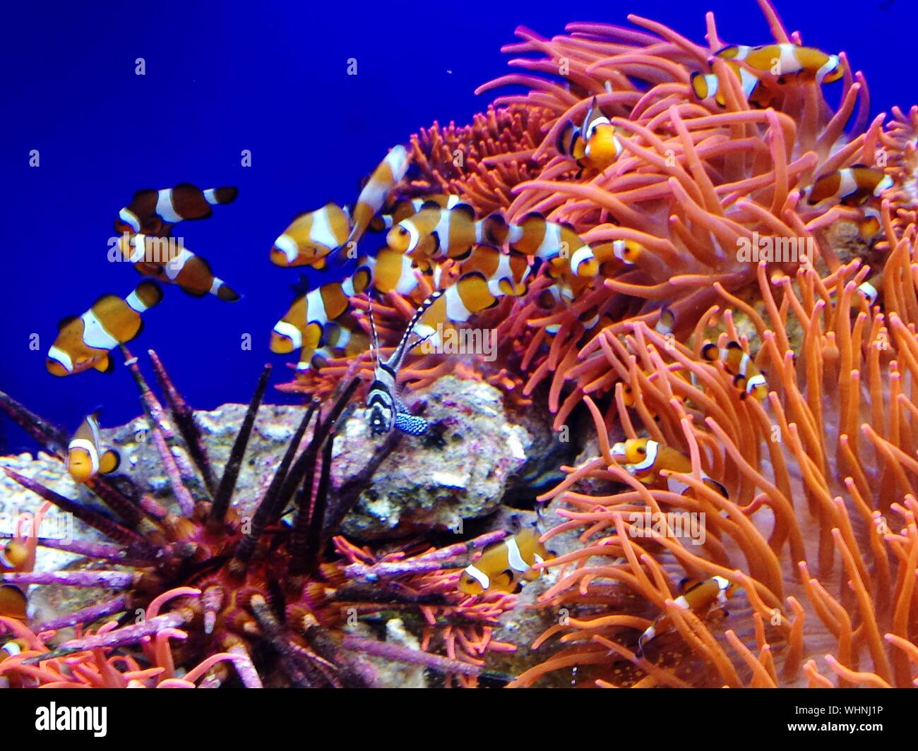 Large clownfish hi-res stock photography and images - Alamy