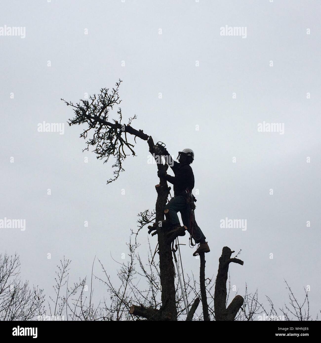 Man cutting tree hi-res stock photography and images - Alamy