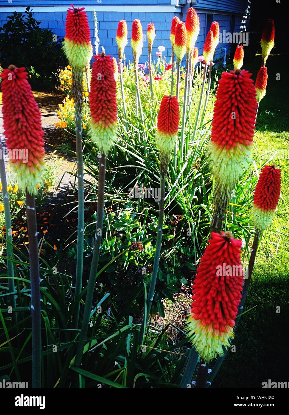 Aloe vera flowers red hi-res stock photography and images - Alamy