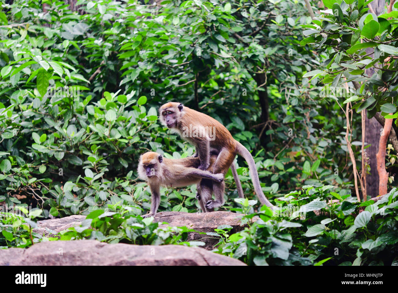 Mating monkeys hi-res stock photography and images - Alamy