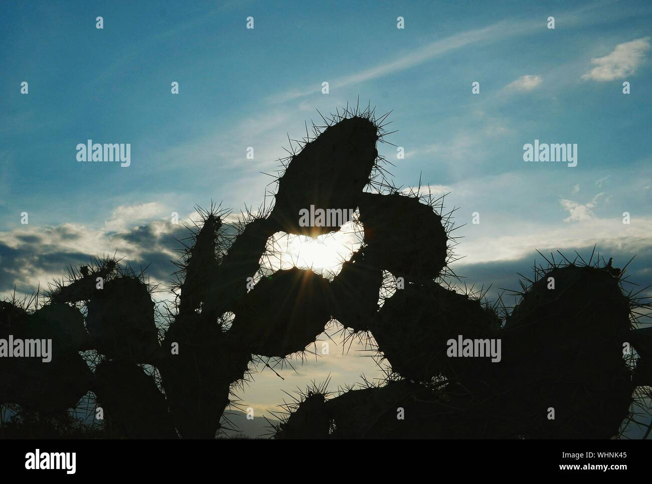 Tropical plants at sunset hi-res stock photography and images - Alamy