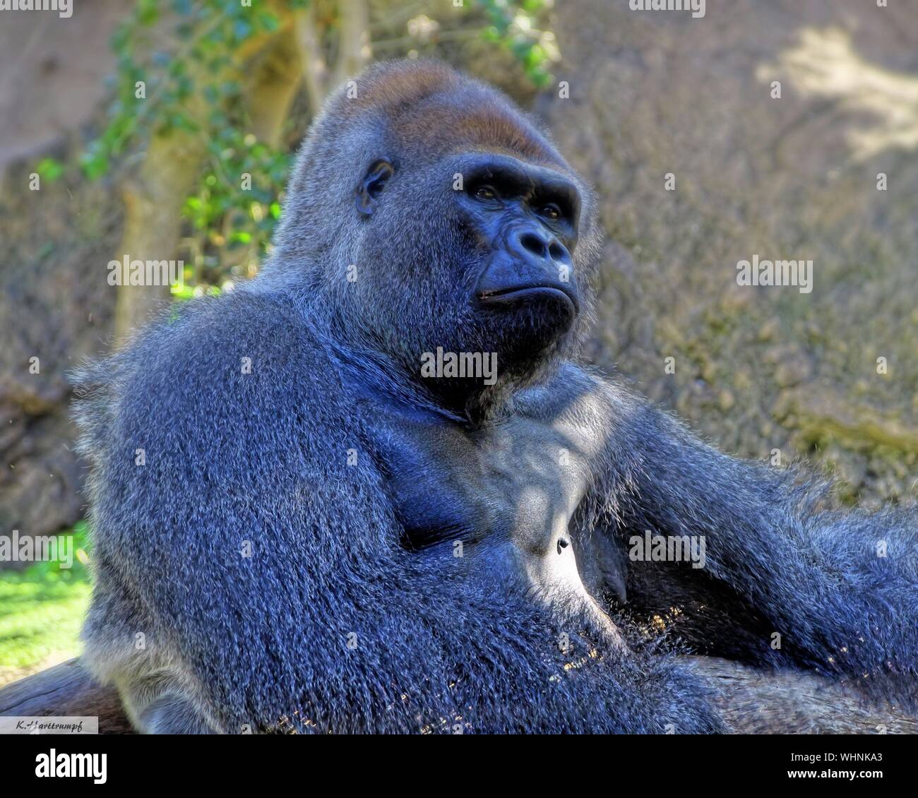 Gorilla rock hi-res stock photography and images - Alamy