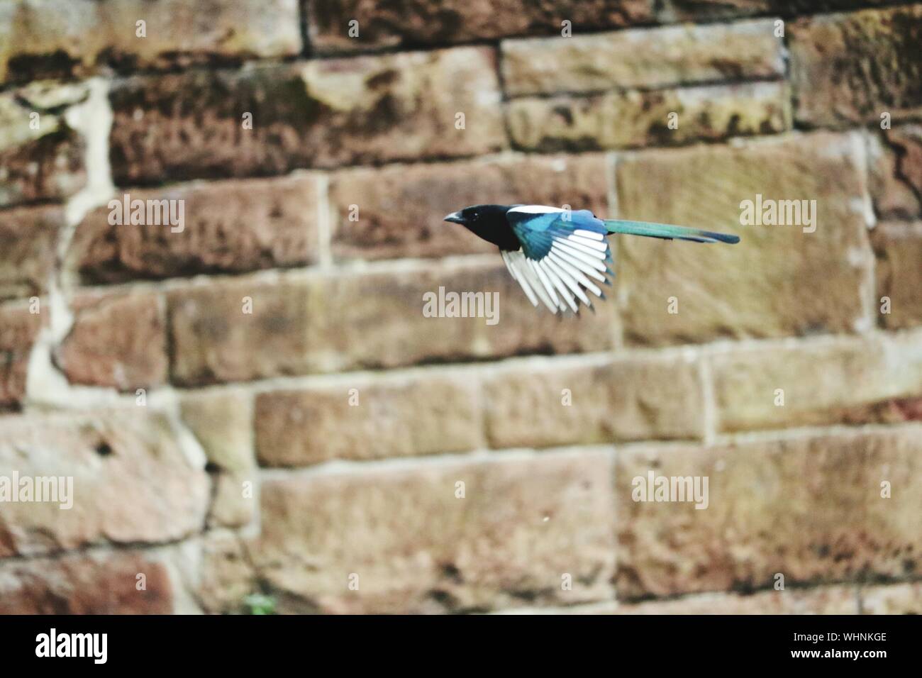 The flying brick hi-res stock photography and images - Alamy