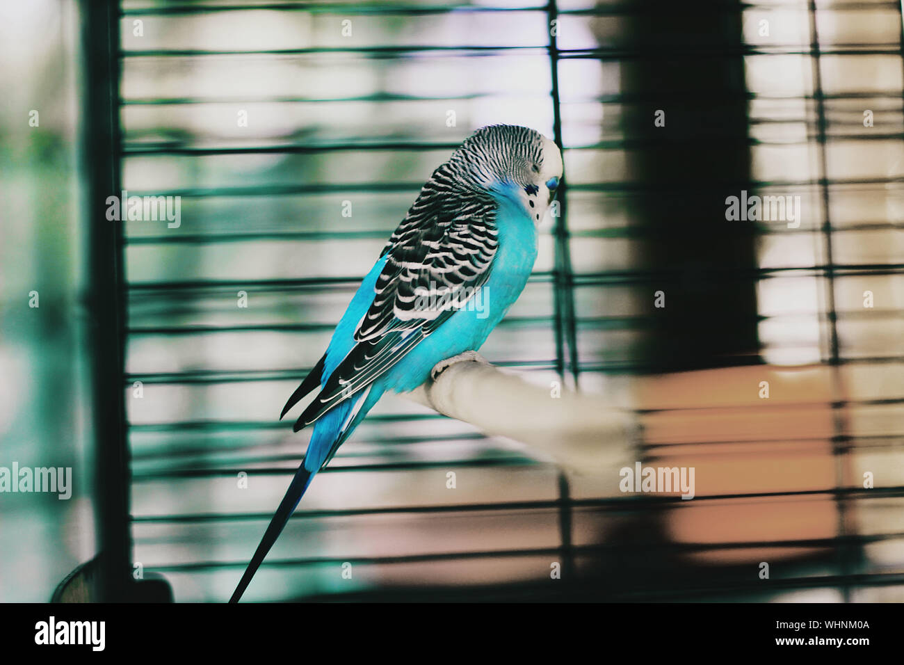 Blue bird cage hi-res stock photography and images - Alamy