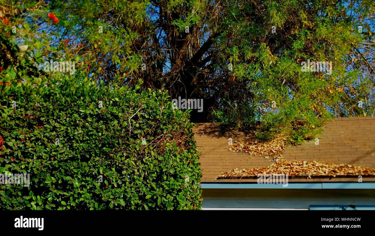 House, rooftop, trees hi-res stock photography and images - Alamy