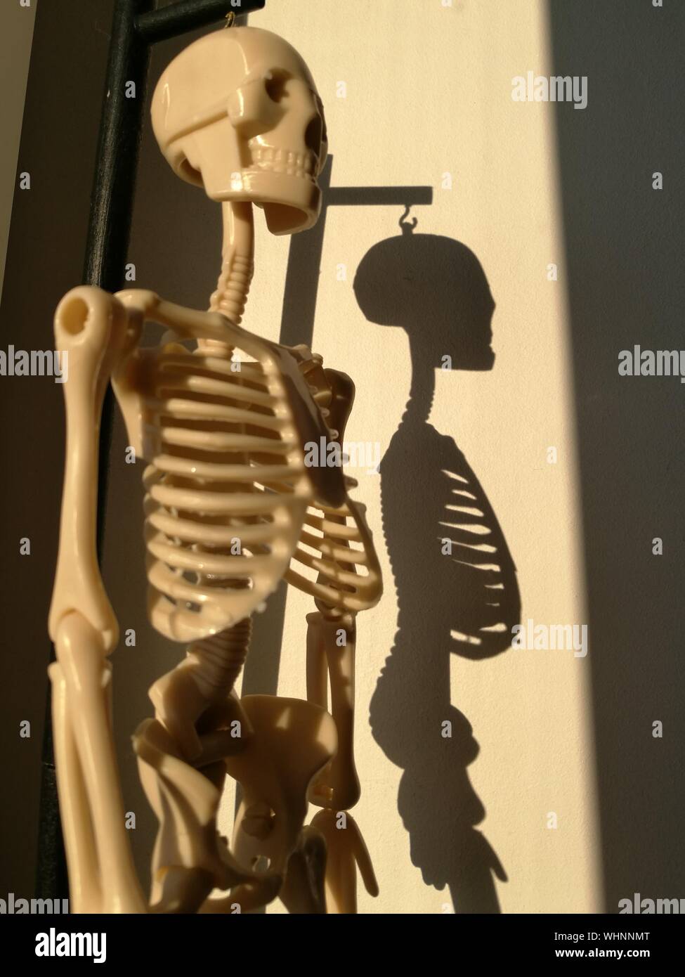 Hanging skeleton hi-res stock photography and images - Alamy