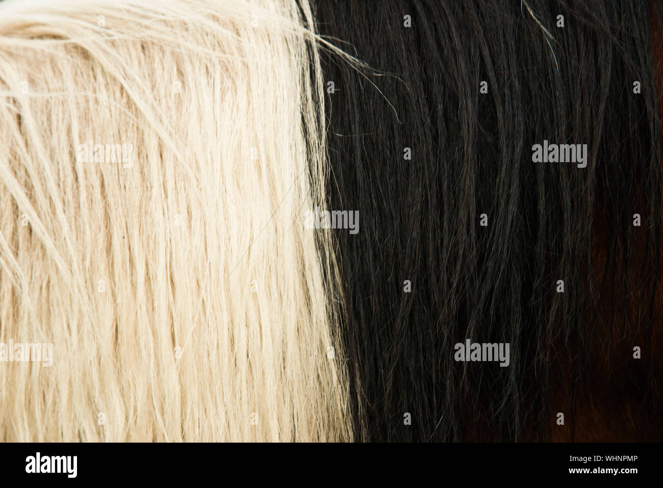Hair close up detail hi-res stock photography and images - Alamy