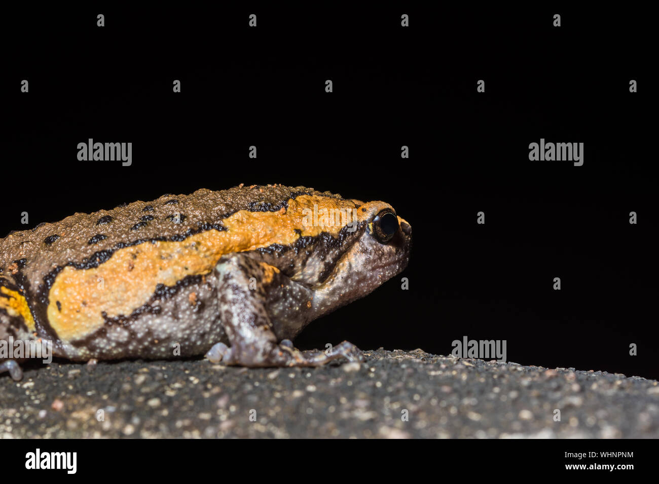 Bullfrog rock hi-res stock photography and images - Alamy