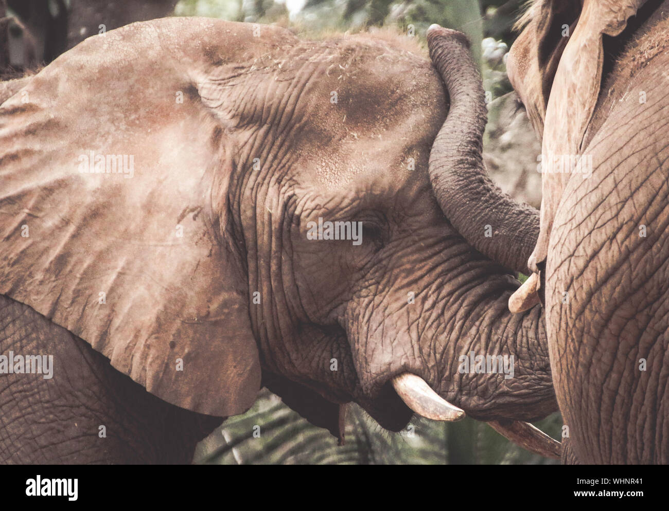 Elephant Fighting High Resolution Stock Photography and Images - Alamy