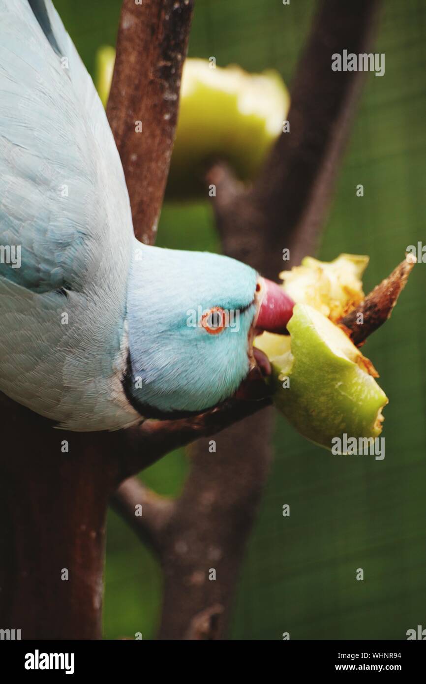 Parrot eating tree hi-res stock photography and images - Alamy