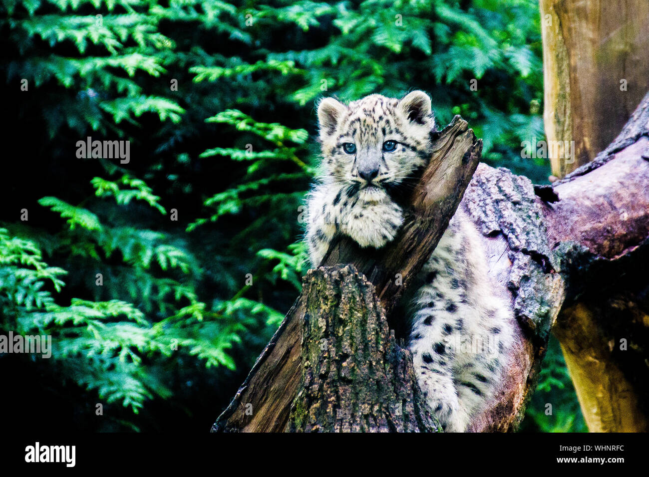 Snow leopard cub in the snow hi-res stock photography and images - Alamy