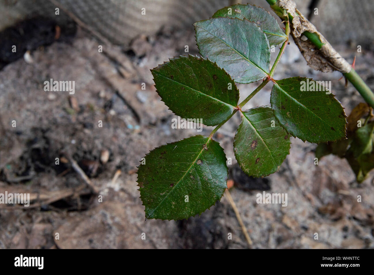 Rose stem with new shoots hi-res stock photography and images - Alamy